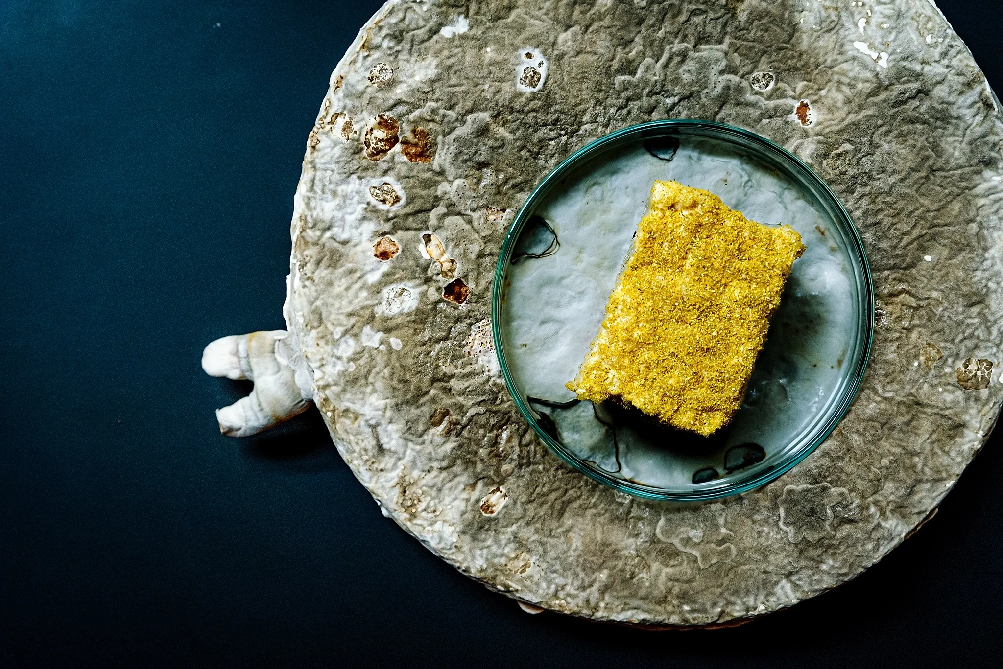 MOME | Plate from hemp and mycelium – A sustainable design innovation ...