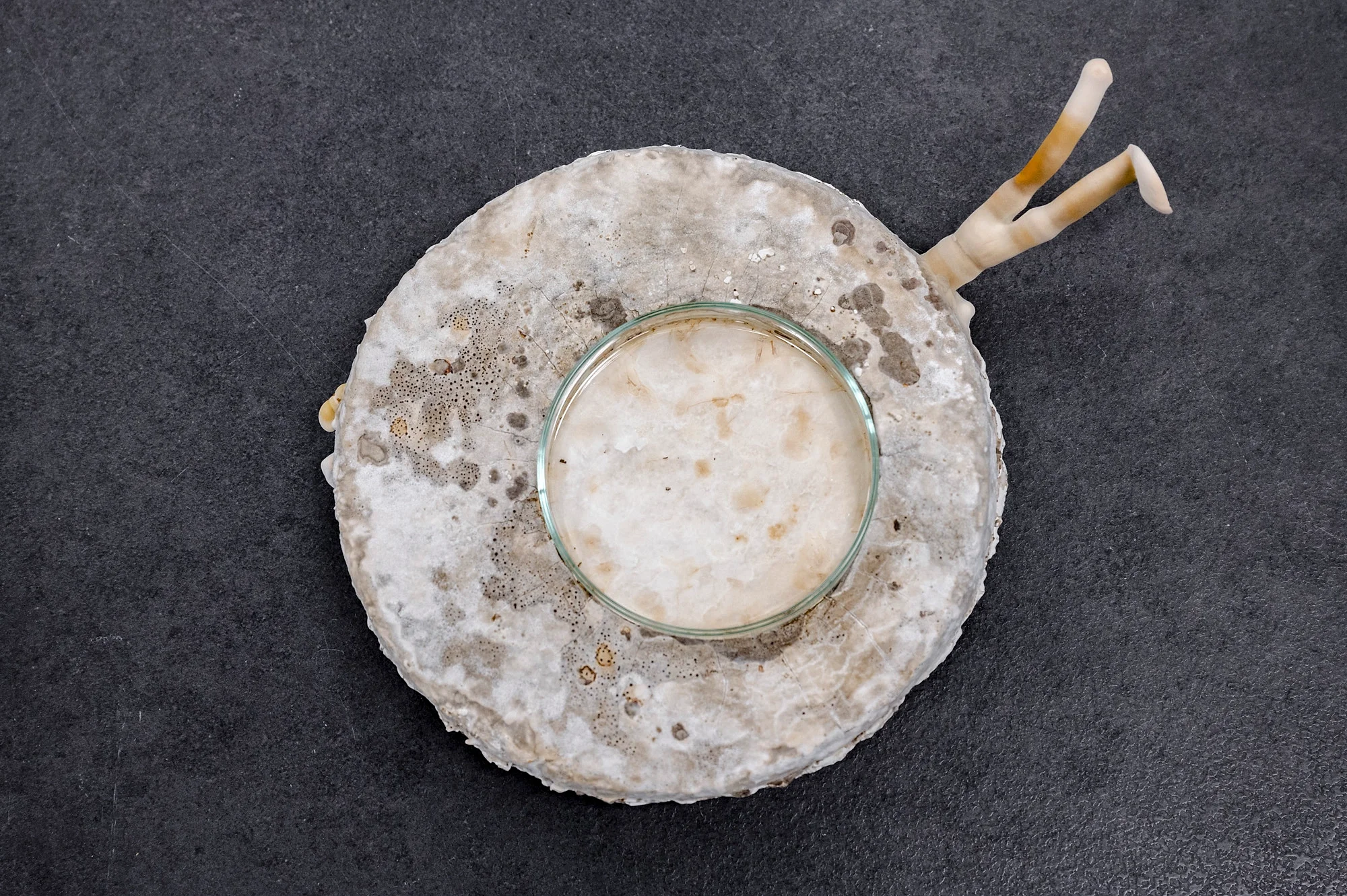 MOME | Plate from hemp and mycelium – A sustainable design innovation ...